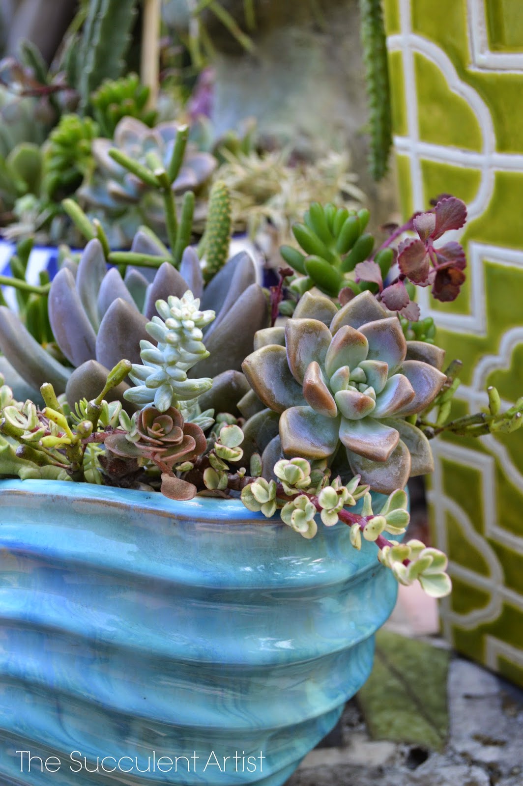 Unique Succulent and Cacti Planters: Think Outside the Box