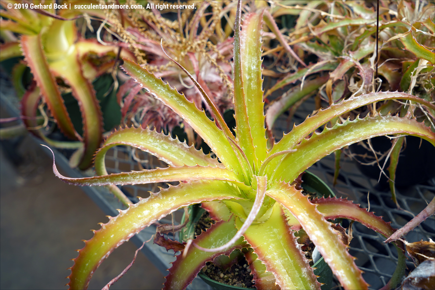 Visiting Mr. Hechtia, Andy Siekkinen