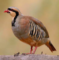 List of Indian Pheasants - Pictures | Birds of India | Bird World