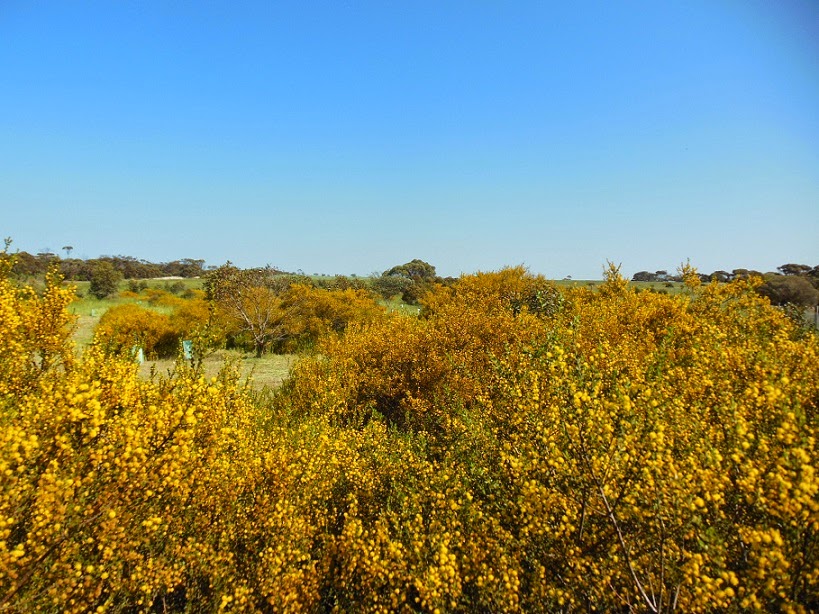 Australian Plants Society Northern Yorke Peninsula Group: Pine Point in ...