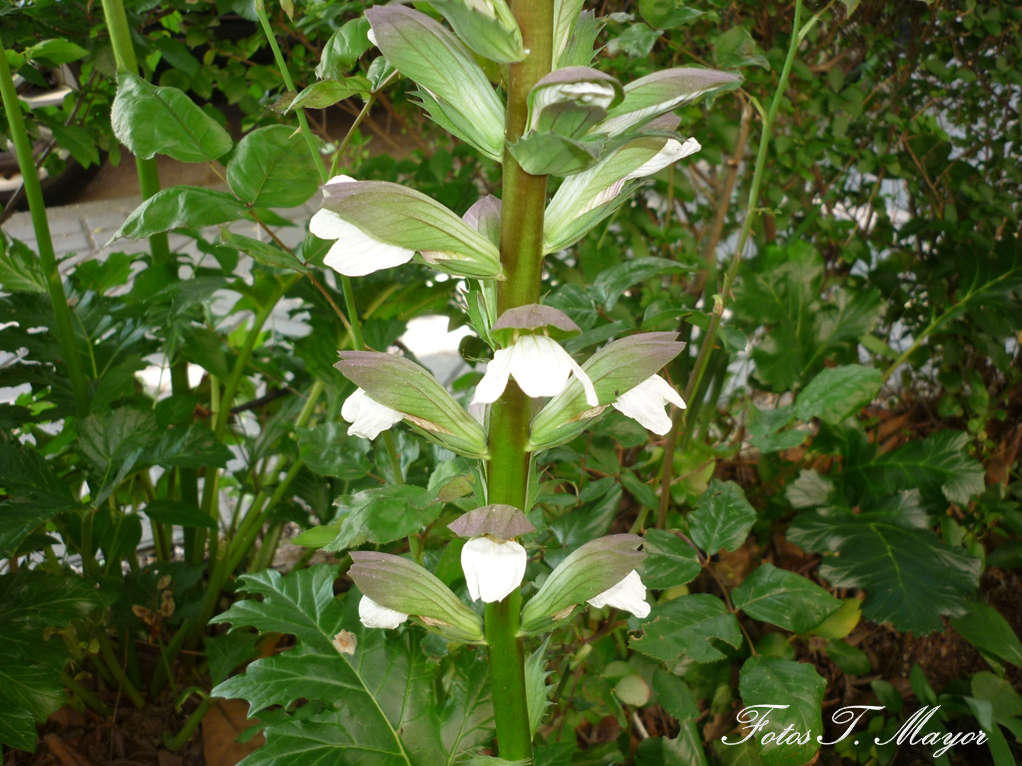 Flores y plantas silvestres: " Acanthus mollis ". Acanto, Alas de ángel ...