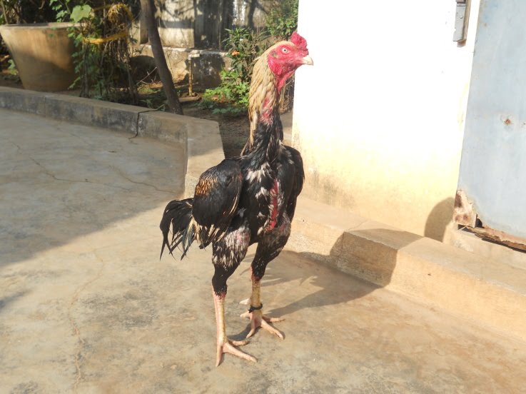 Fighting Rooster: Andhra asil Photos