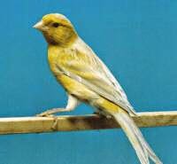 Canarios de Color: Canarios Opales