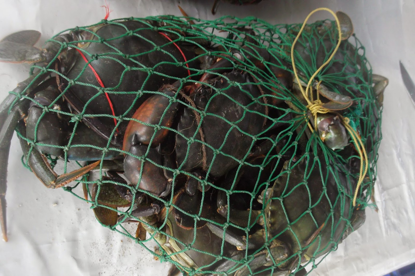 NEGOMBO SEAFOODS: LAGOON CRAB