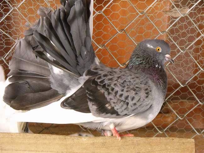 VH Birds: Conhecendo Pombas de Leque