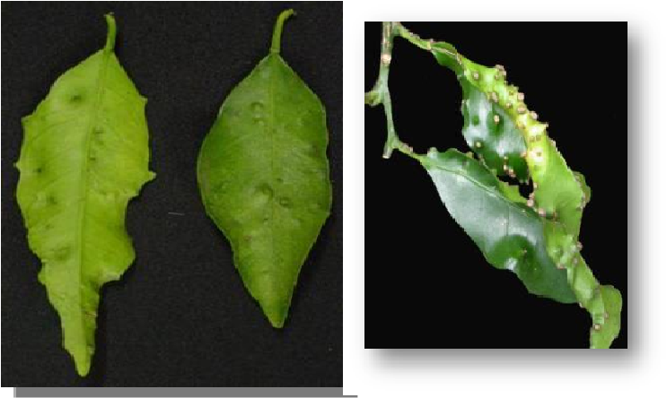 citrus scab management - General Agriculture