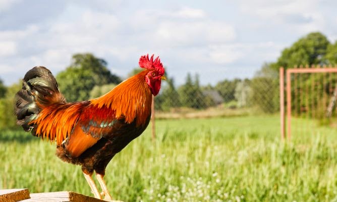 LOS ANIMALES DE LA GRANJA: LA GALLINA Y EL GALLO