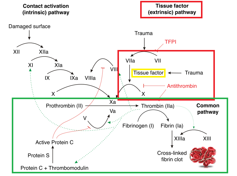Armlocks and Emergency: Tissue Factor and Thromboplastin Armlocks and Emergency: Tissue Factor and Thromboplastin