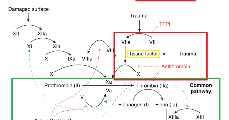 Armlocks and Emergency: Tissue Factor and Thromboplastin