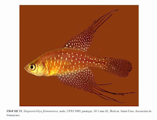 Bolivian Killifish