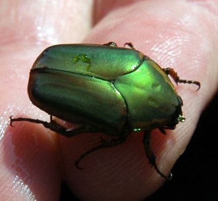 SAFETY AND RISK MANAGEMENT: Green June Beetle Can Damage Fruits, Vegetables