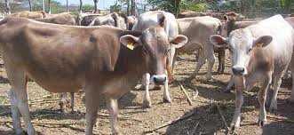 Ganado Vacuno en el Peru