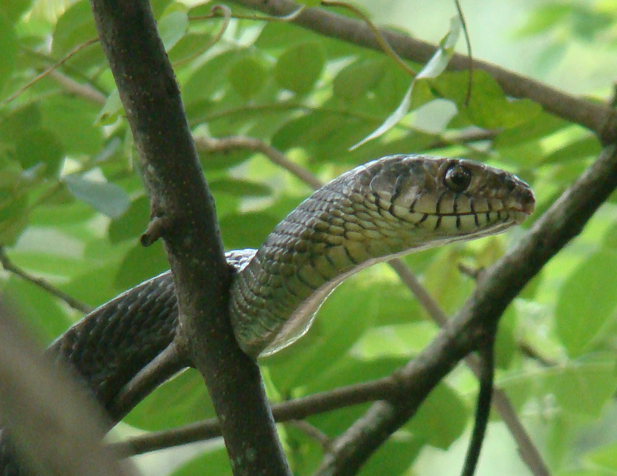 Discover-SriLanka: SRI LANKA - SNAKES [ GERADA PREVOSTIANA ]
