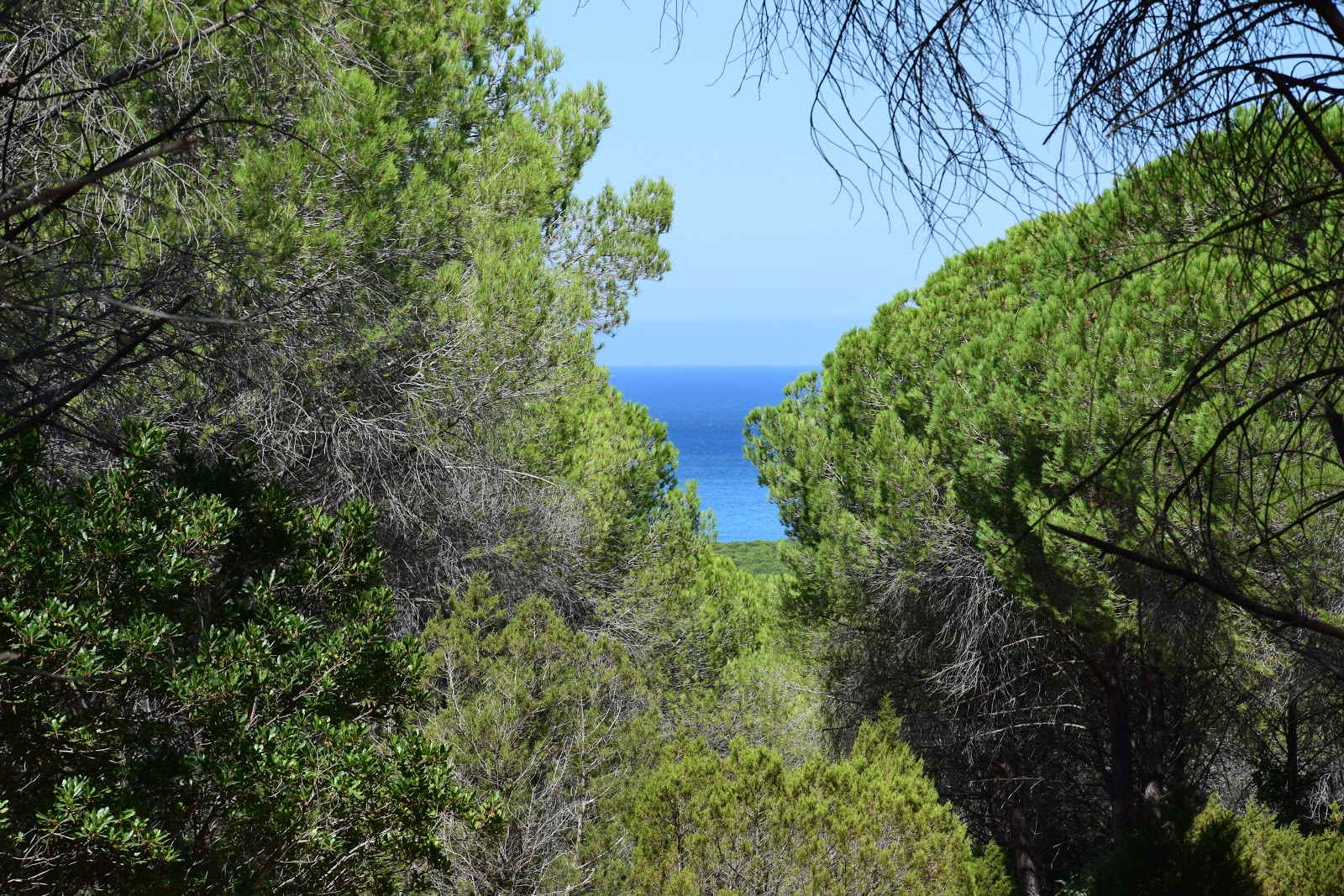 la pineta (mai più perdersi)