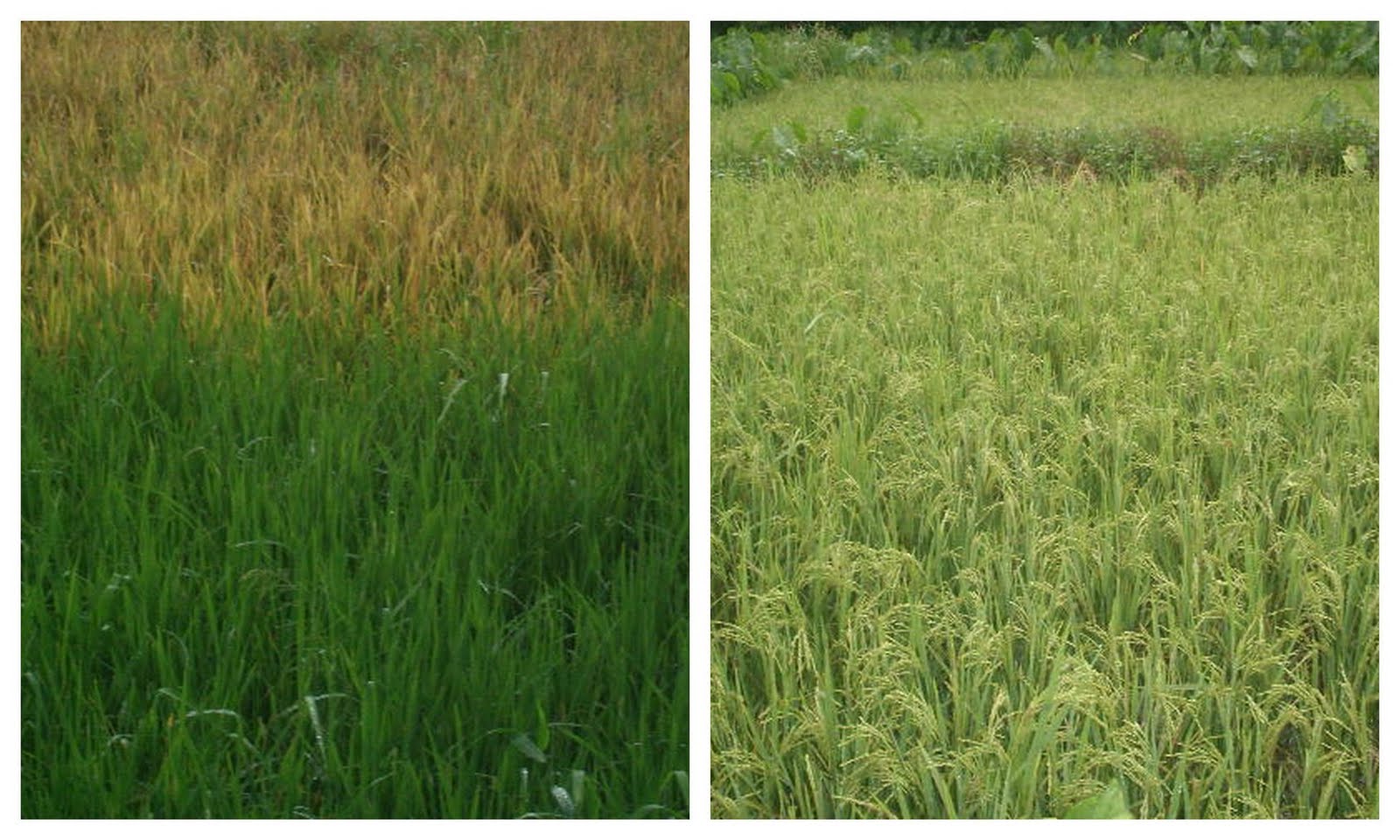 The CAPSU RDE Monitor: Brown Plant Hoppers (BPH) Outbreak: Threats and ...