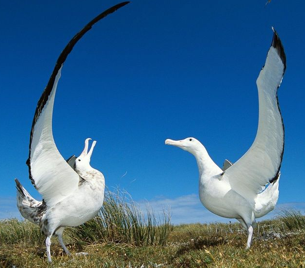 Conheça o Albatroz-gigante