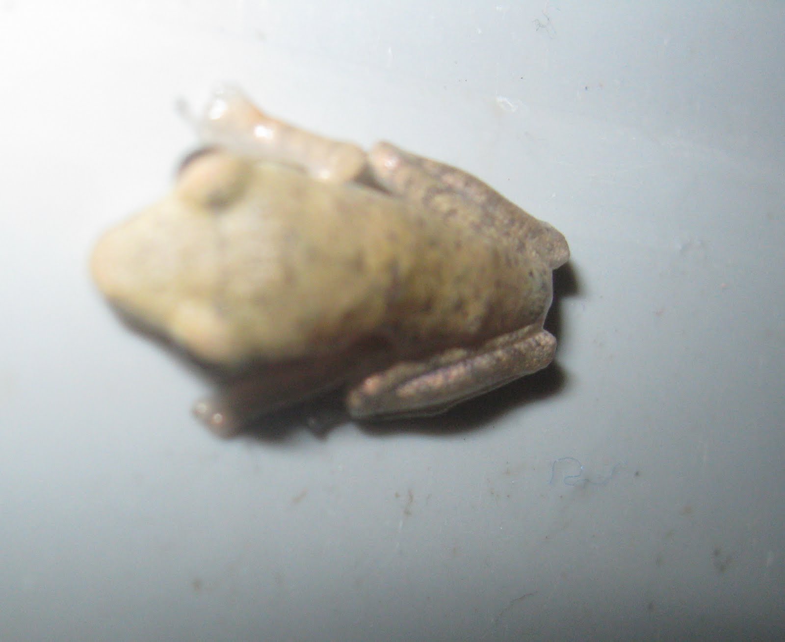 Kamus Bergambar - Haiwan: Katak Pisang Kelabu