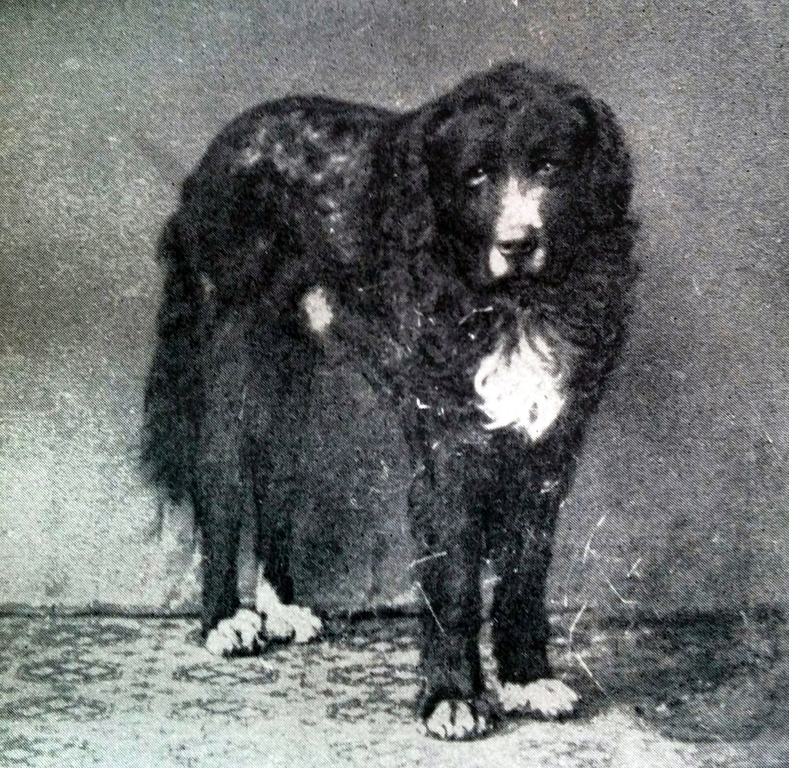 Munich & Co.: Ruß, Marke, Fasolt et Fafner, quatre chiens de Richard Wagner