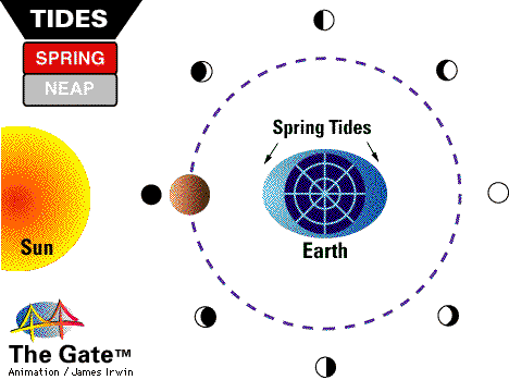 Raptor Science : Earth's Tides (8th Grade)