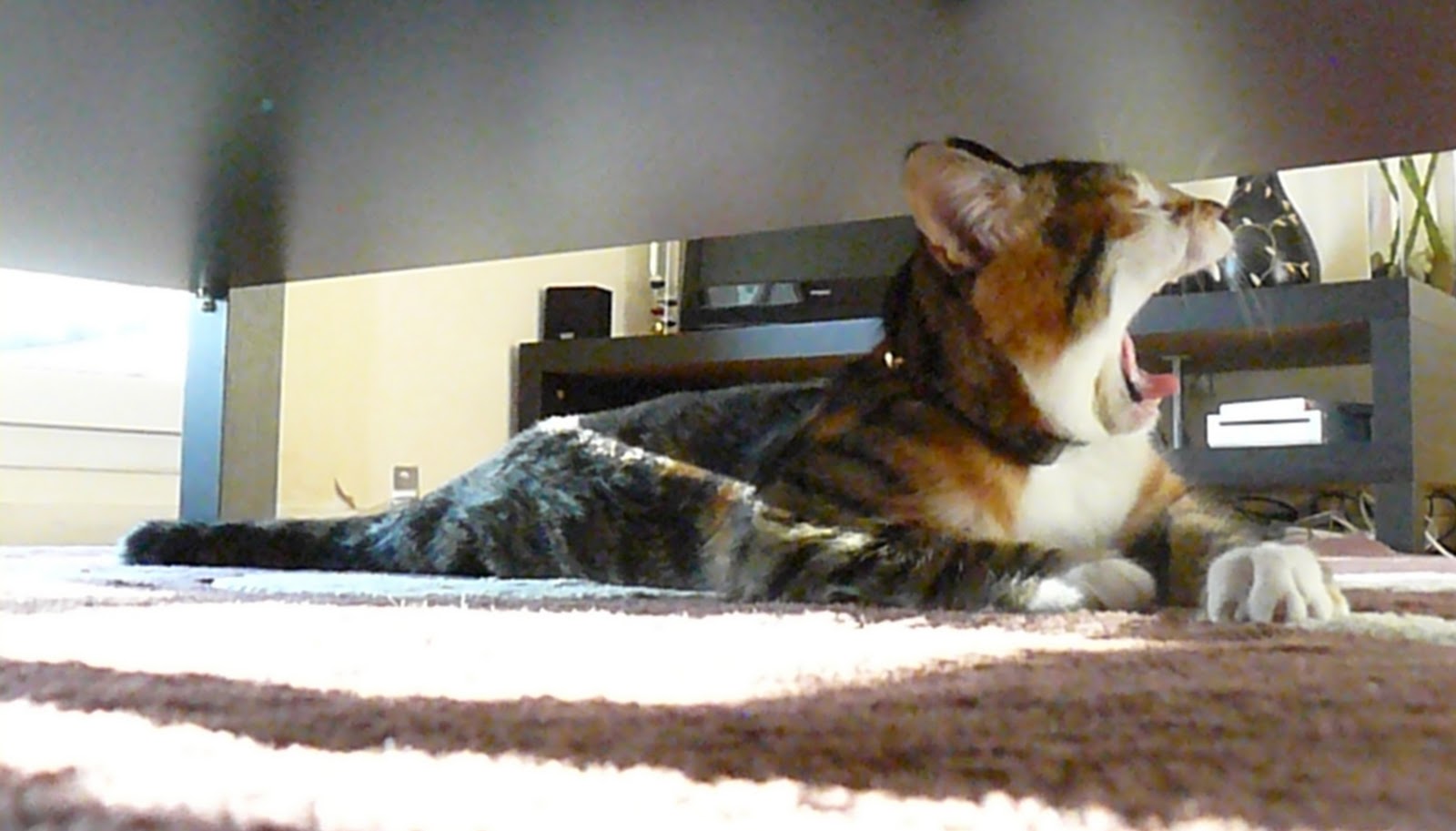 Caline and Frère: Hard Working Kitty!