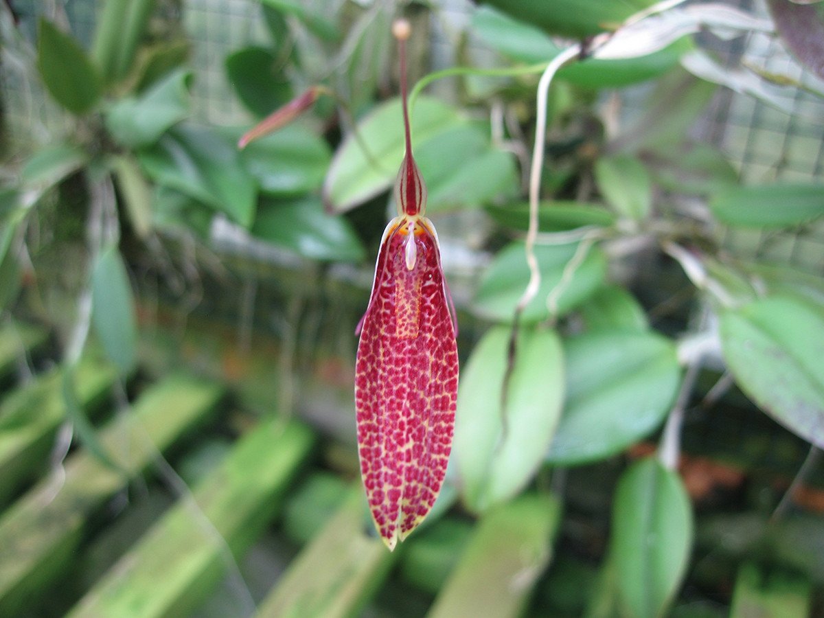 Restrepia guttulata care and culture | Travaldo's blog