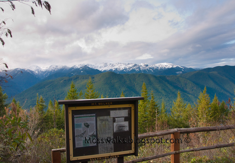 Walks with Moss: Mount Walker