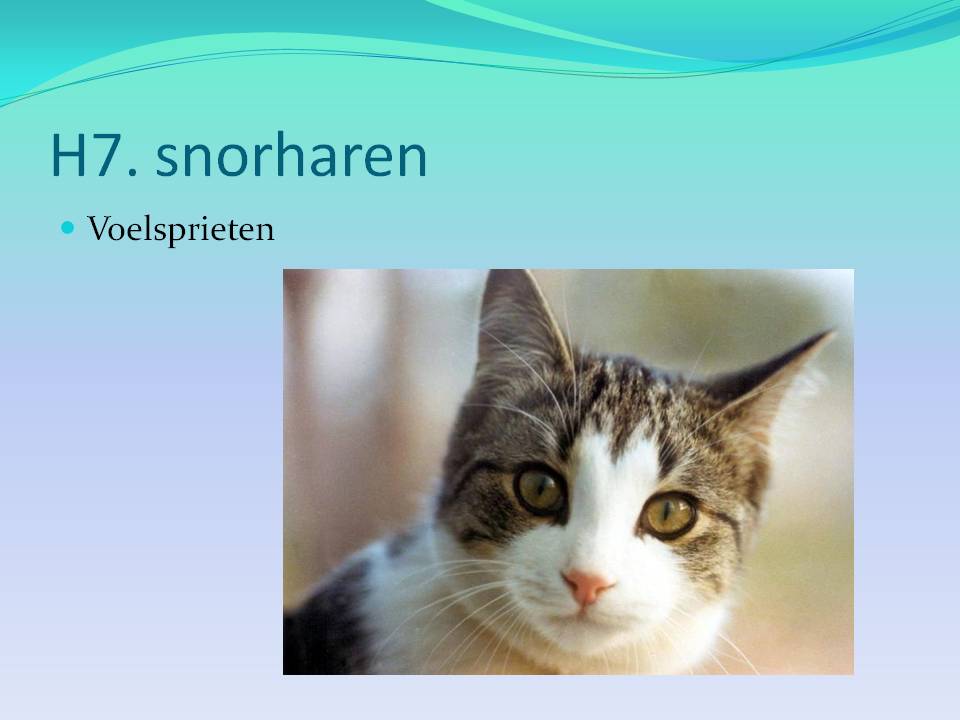 Spreekbeurten over dieren: Katten