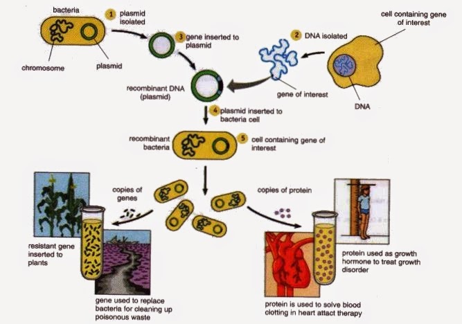 Conventional Biotechnology And Modern Biotechnology - New Science Biology