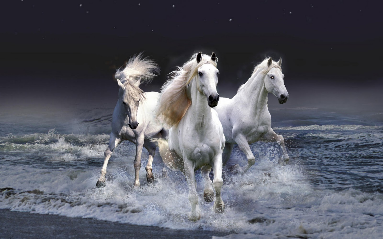 HD Animals Wallpapers: White Wild Horses