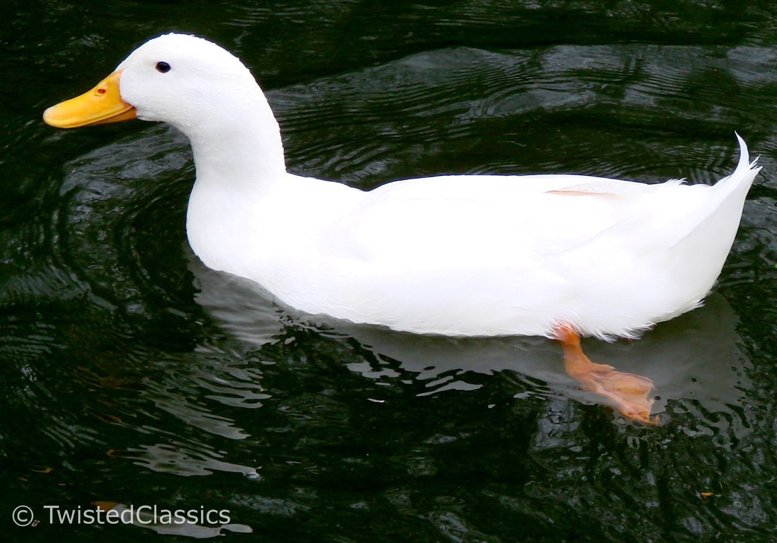 Birds and wildlife: 2 beautiful quacking white ducks