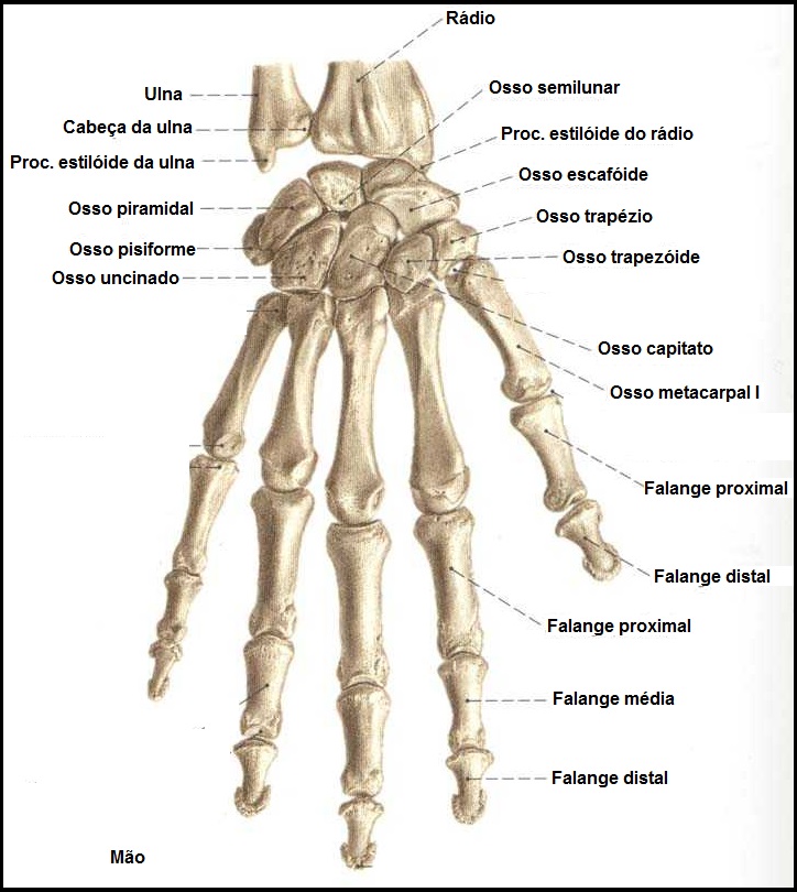 Atlas de Anatomia Humano : Sistema Esquelético
