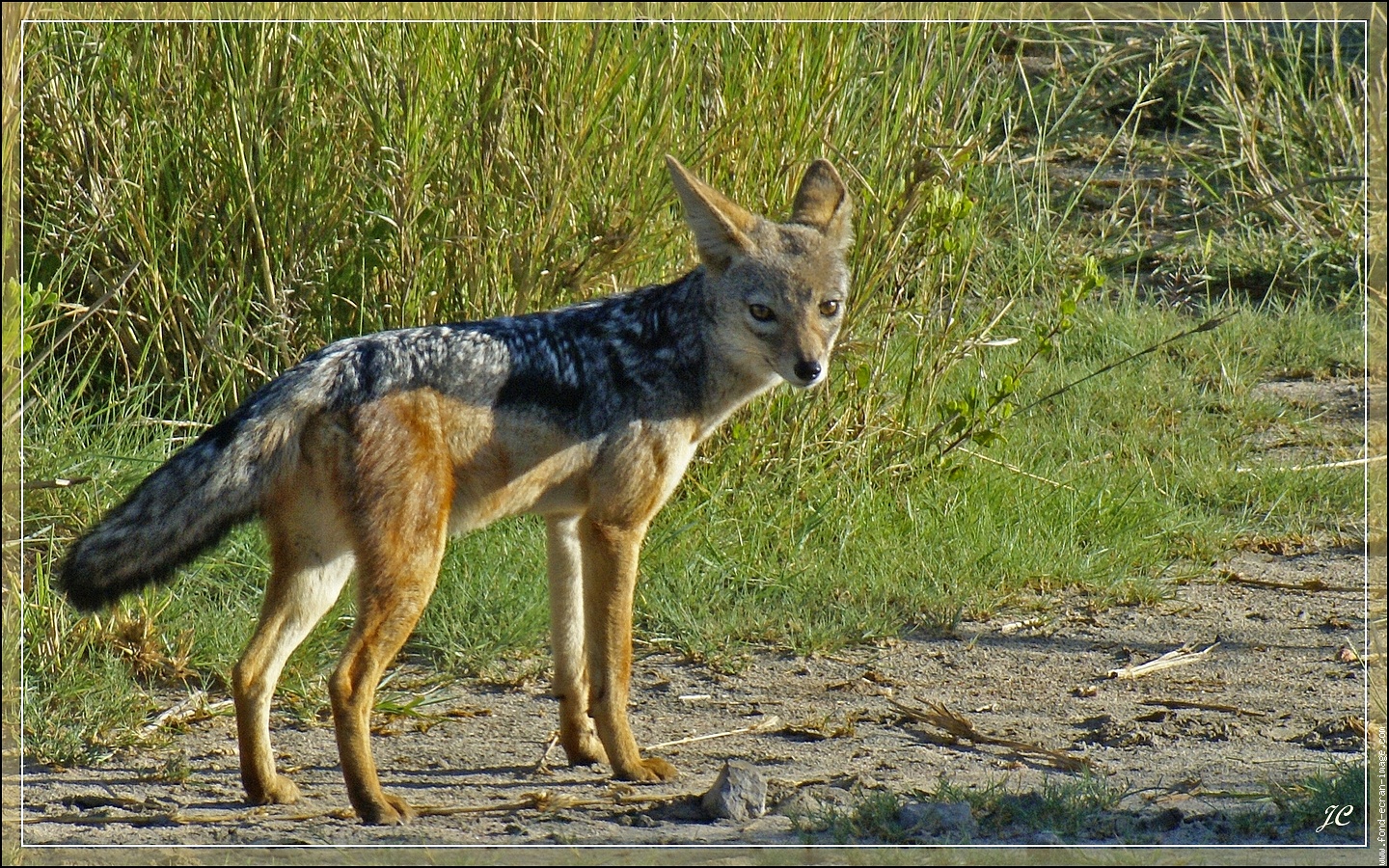 O Livro da Natureza: Chacal