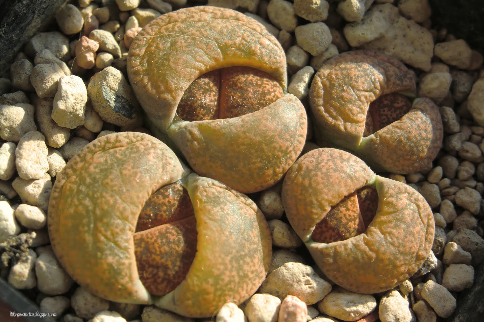 Lithops Stories: Lithops Cultivation Guide