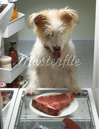 Marley & Lola's Border Terrier Life: Great Fridge Raid Pt 2