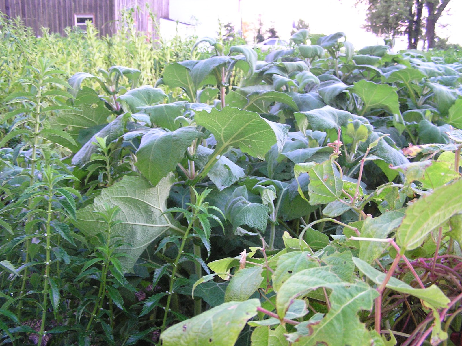Rare Edible Root Crops: 2012 yacon harvest