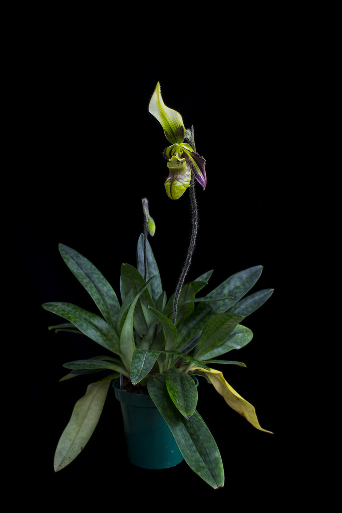 Paphiopedilum sangii orchid plant care and culture | Travaldo's blog