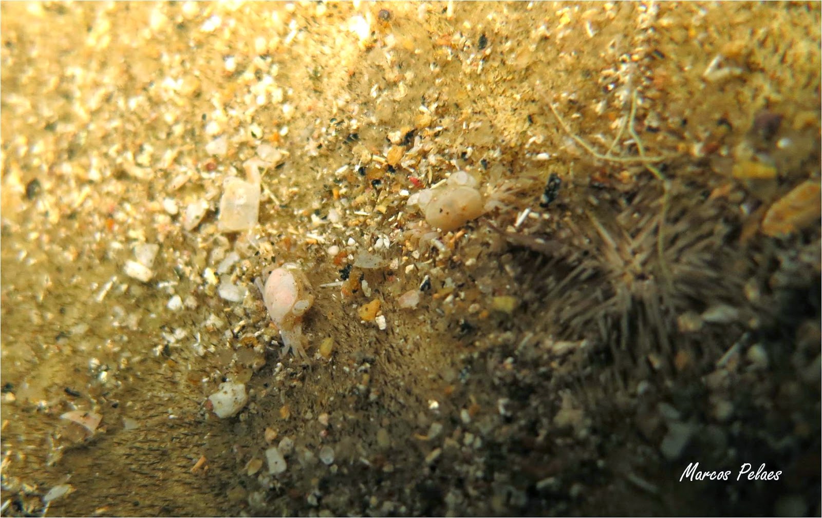 Hidrofilia: Curso de Mergulho Noturno (Night Dive)