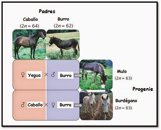 NutrAlud: *^* ¿ Sabías qué …El MULO y el BURDEGANO son especies ...