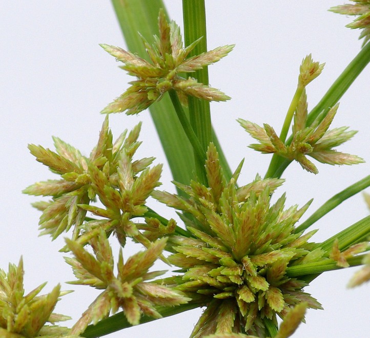 Rufino Osorio: Two Flat Sedges – Cyperus haspan and Cyperus odoratus