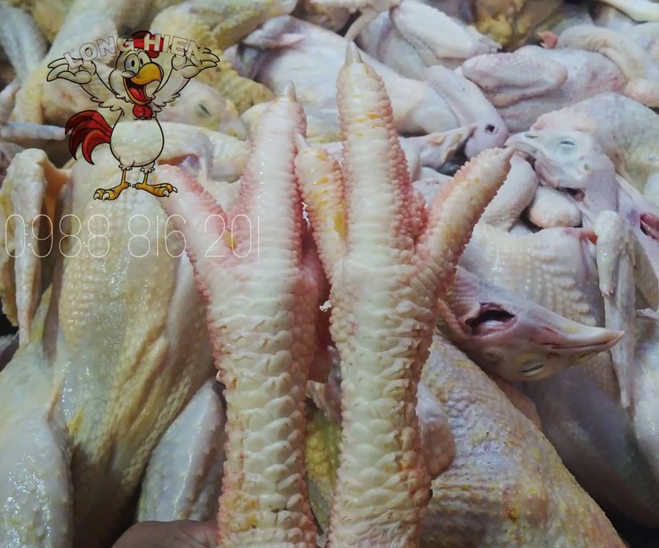 Cung Cấp Thịt Gà Đông Tảo Chính Hiệu, Gà Đông Tảo Thịt Thuần ...