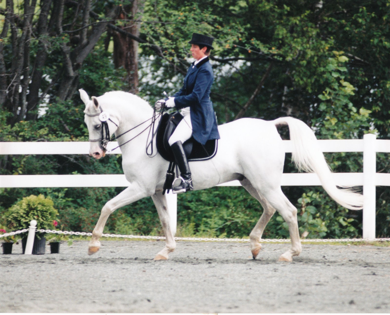 Olympic Equestrian Dressage Tickets: Training of Dressage Horses