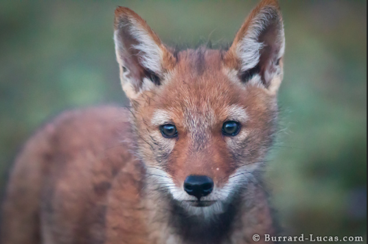 AUSTRALIAN FANTASY ADVENTURES: THE ETHIOPIAN WOLF