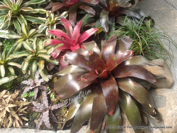 My Tropical Plants Finder: Neoregelia hybrid - Neo Bromeliad