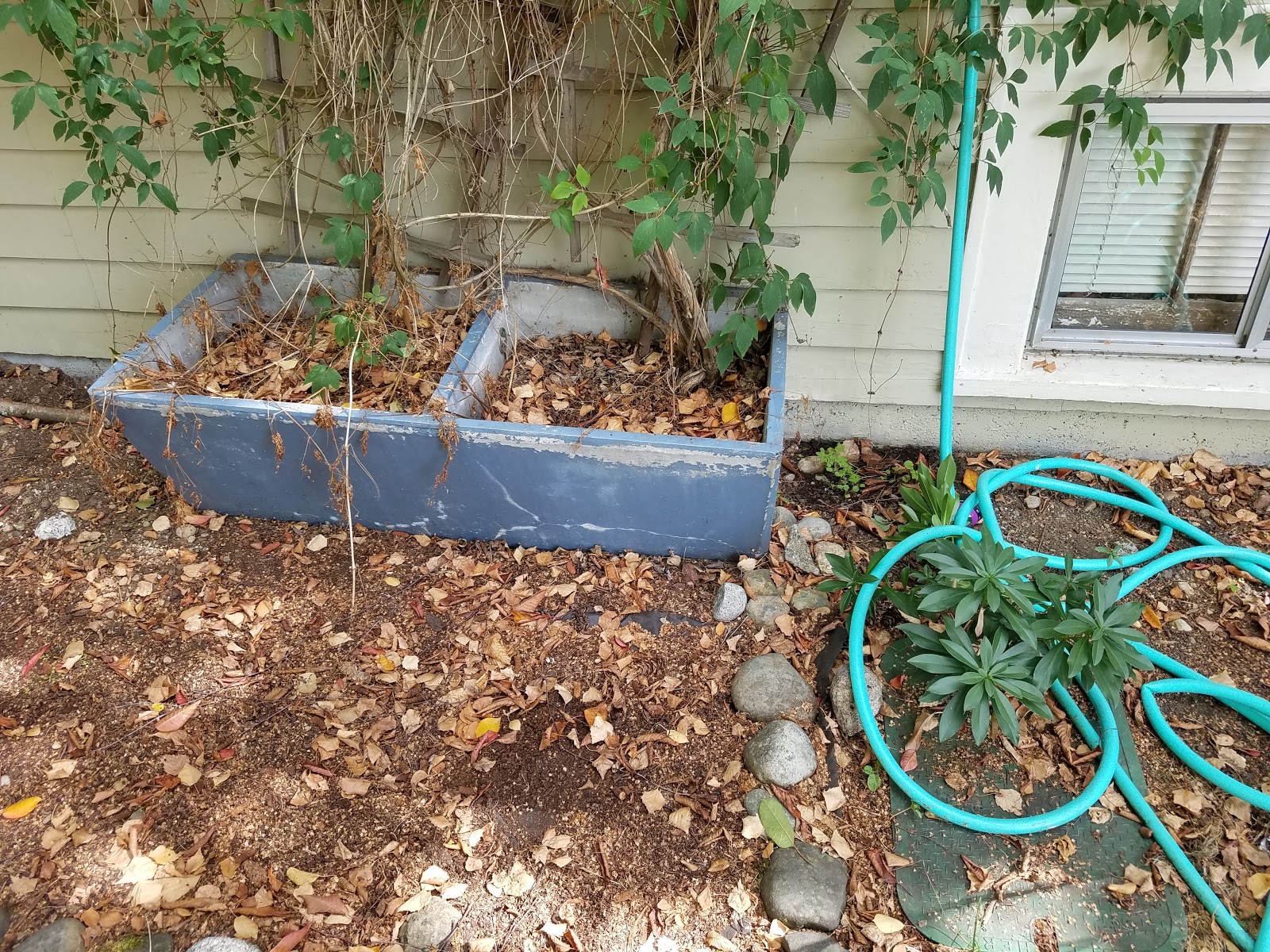 Renton pest control: Rats,Mice,Mouse,Squirrel,Rodents, Removal Control ...