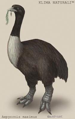 AVE ELEFANTE (Aepyornis maximus) - Klima Naturali™