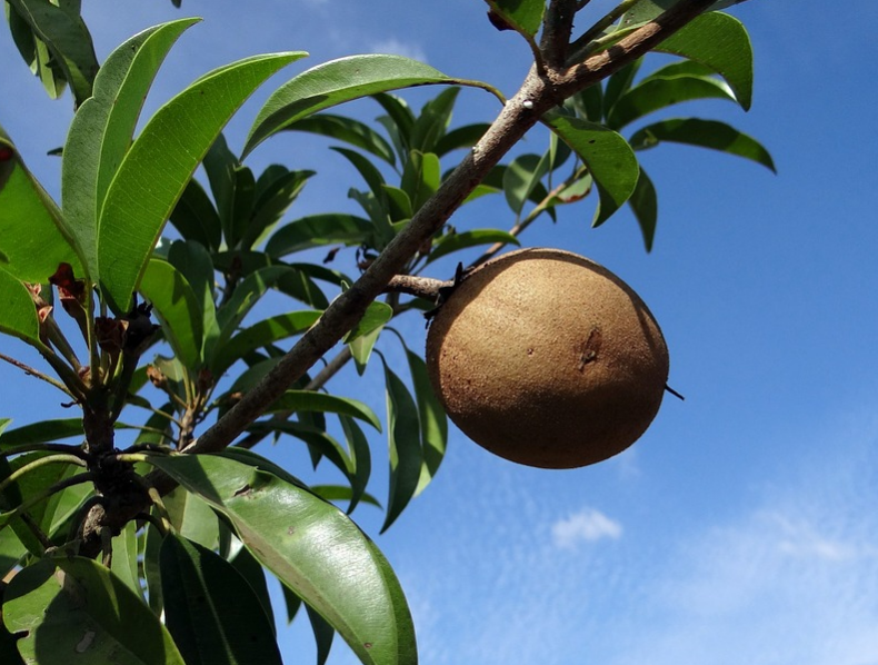 The Health Benefits of Chikoo (Chickoo) or Sapodilla Fruit ~ Healthy ...