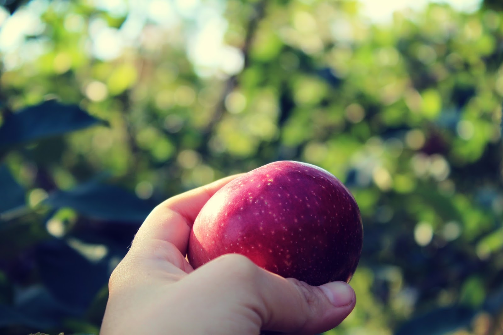 Photo Shoot: Apple Picking