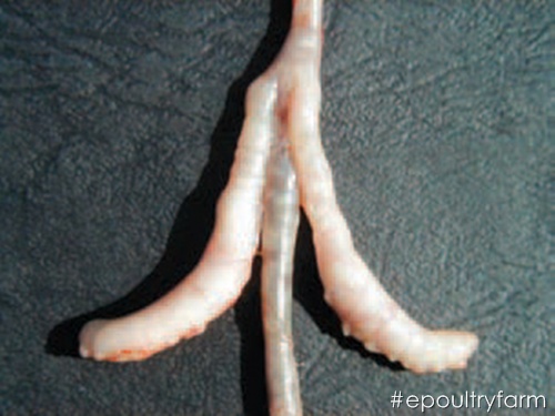 Paratyphoid Infections - ePoultryFarm