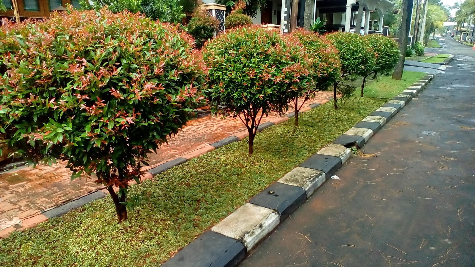 Jenis tanaman Hias yang Dijadikan Alternatif Pengganti Pagar | Pecinta ...