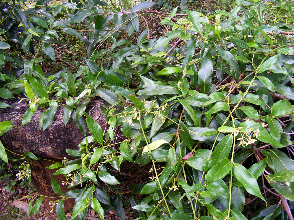 Days on the Claise: Large-leaved Staff Vine